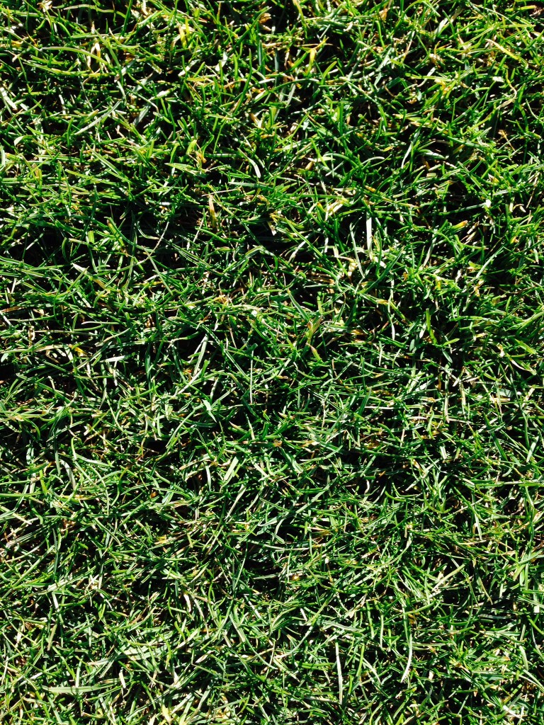 Lawn Turf | Essex & Suffolk | Oakley Turf
