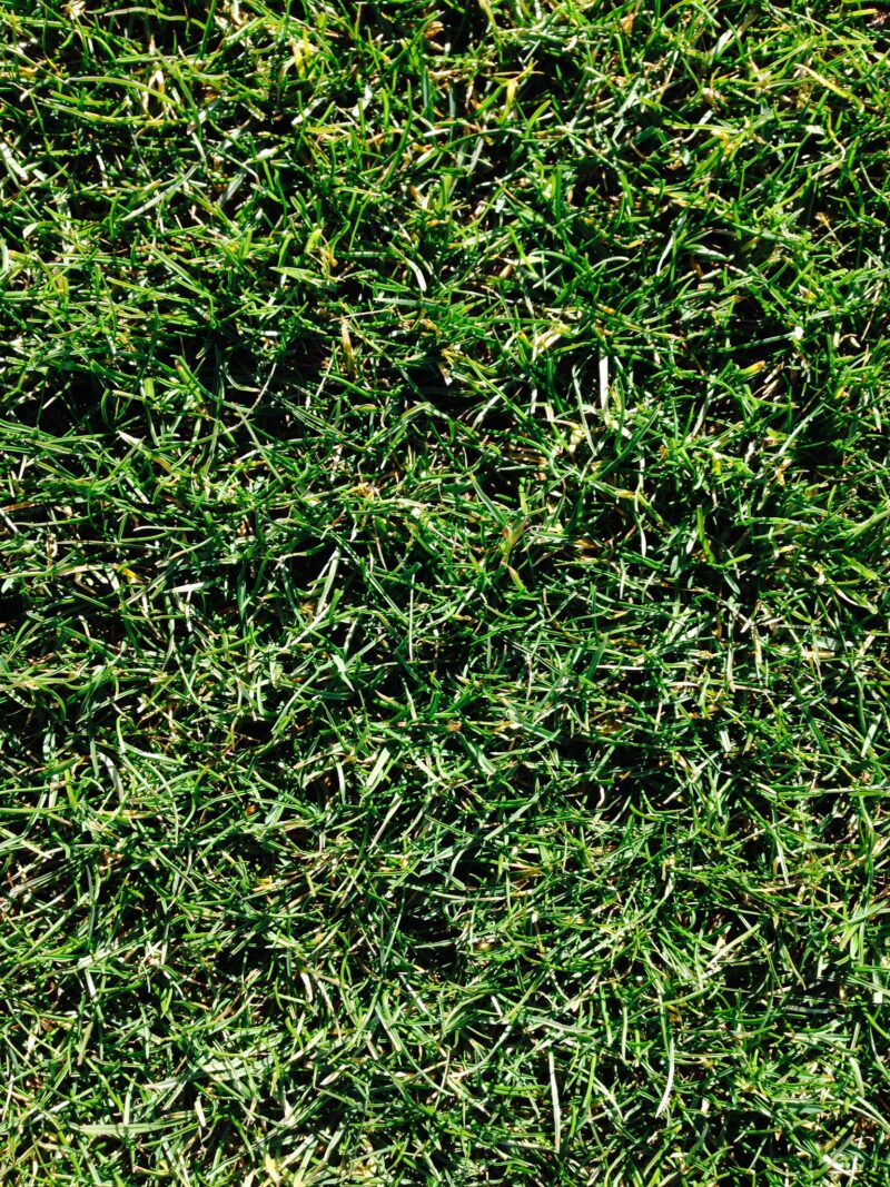 Lawn Turf | Essex & Suffolk | Oakley Turf