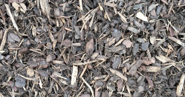 Fine Border Bark - Buy Turf Essex and Turf Suffolk delivered to your ...